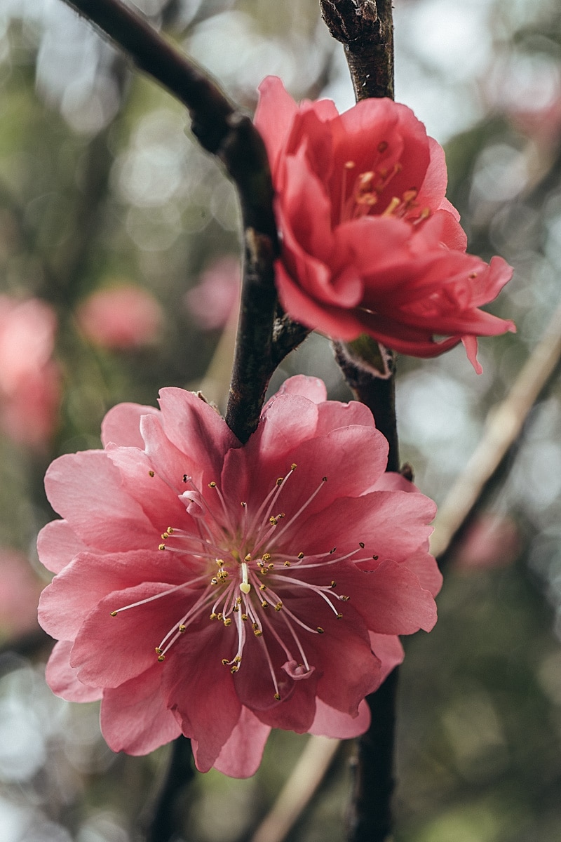 Why you should visit Cloud Forest, Flower dome and the OCBC Skyway in ...